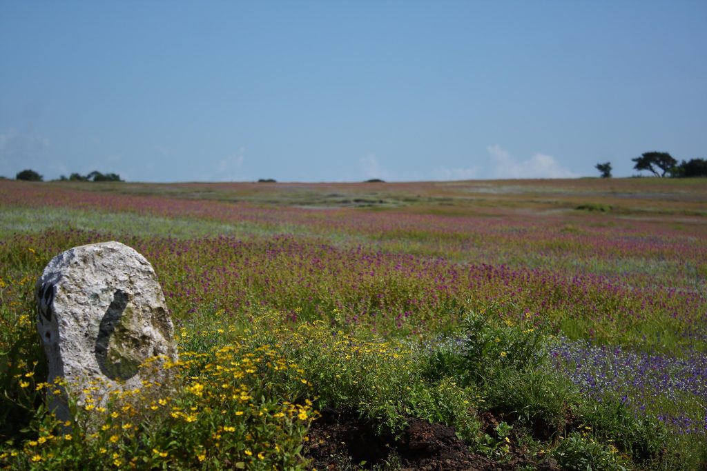 The Flowers of Kaas – BNHS Blog