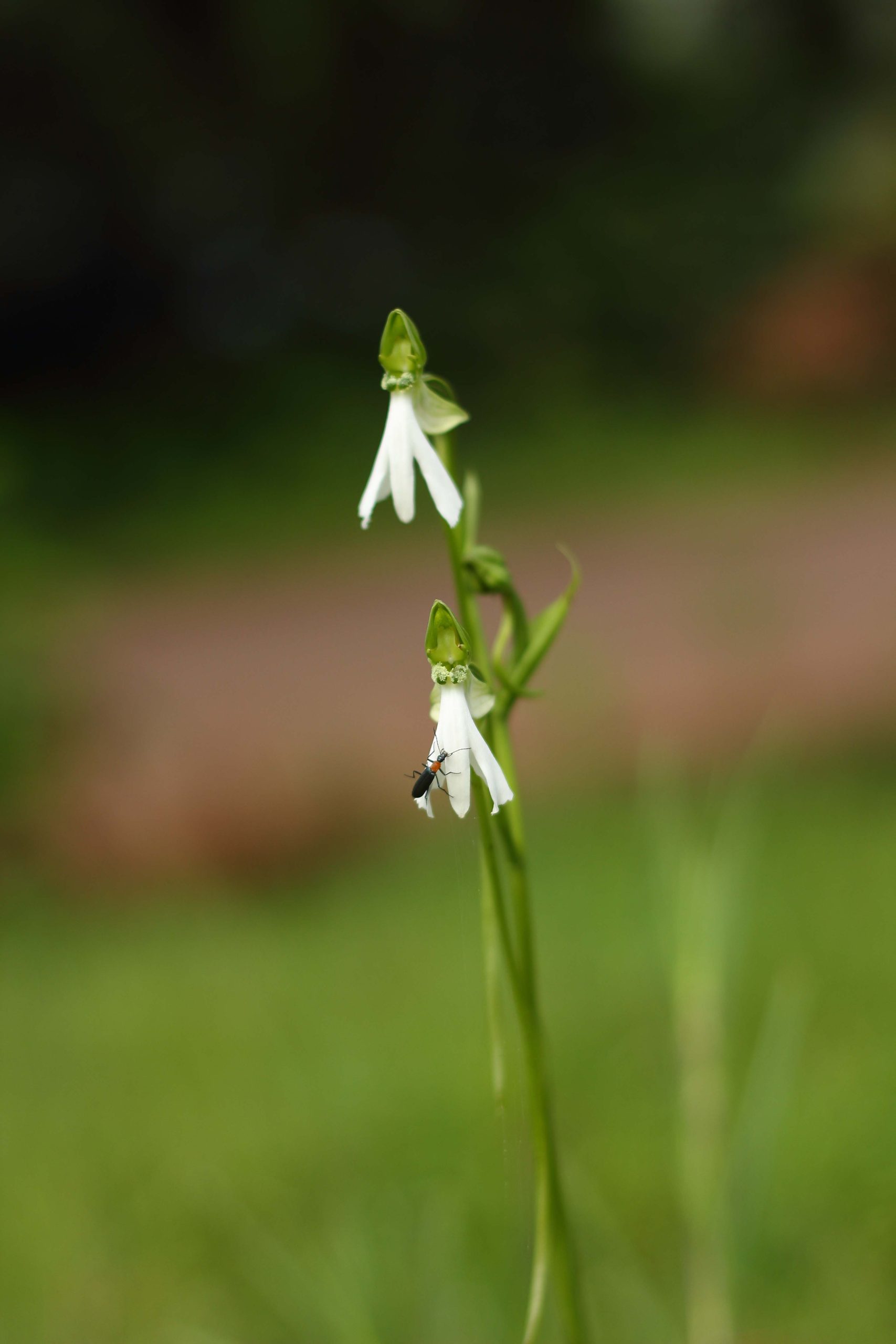 The Flowers of Kaas – BNHS Blog