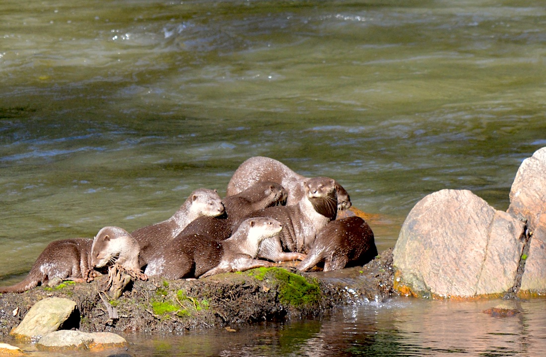 Meet The BNHS Scientist Studying The Secret Lives Of Otters In India ...