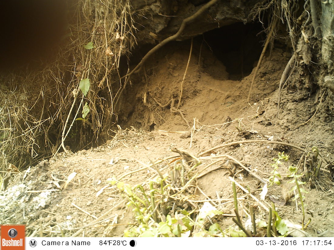 Meet The BNHS Scientist Studying The Secret Lives Of Otters In India ...