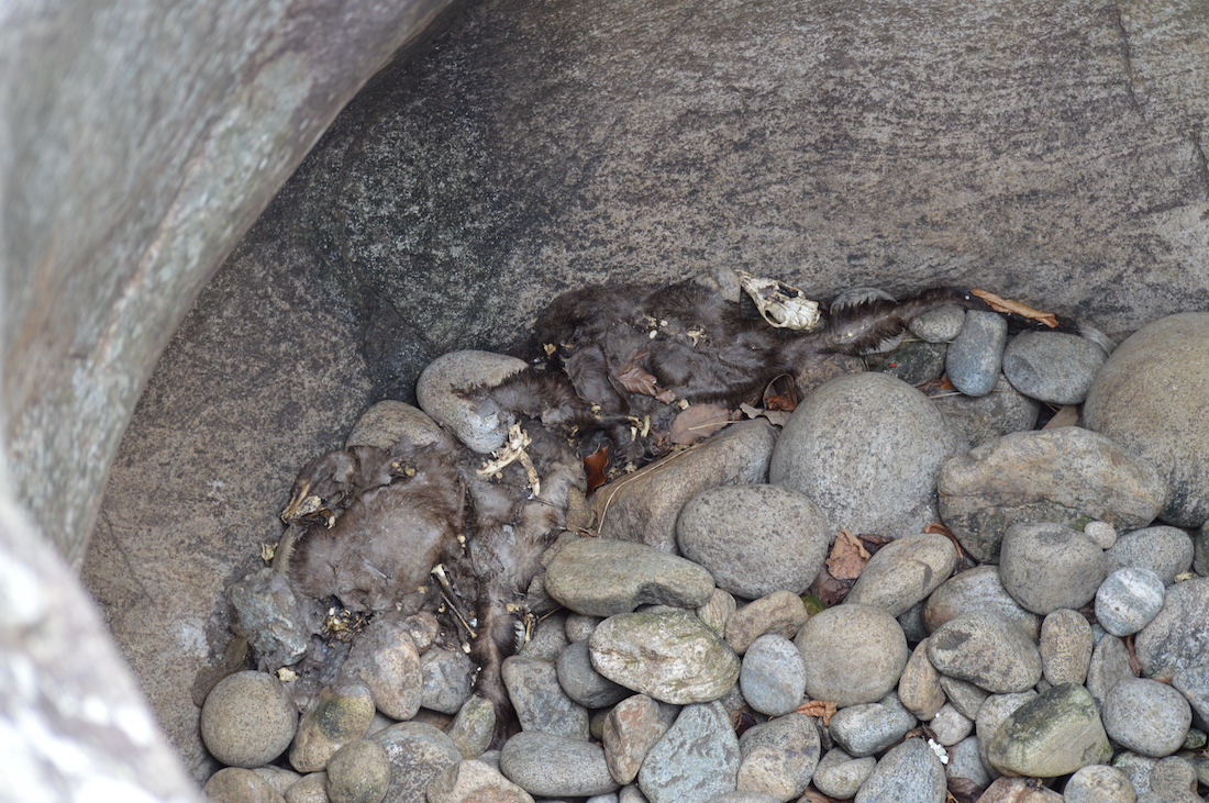 Meet The BNHS Scientist Studying The Secret Lives Of Otters In India – BNHS Blog
