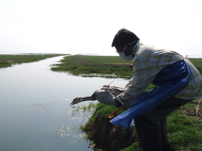 Meet The BNHS Scientist Helping Protect India’s Wetlands And Migratory ...