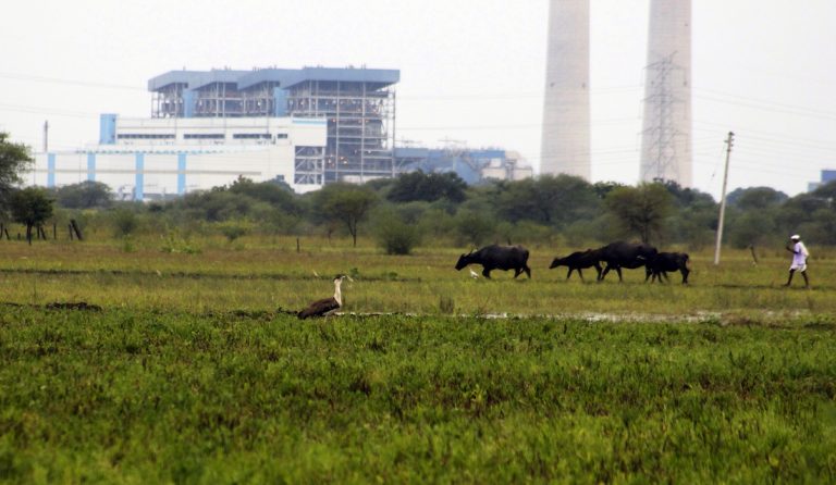 Meet The BNHS Scientist Spearheading The Conservation Of India’s Three ...