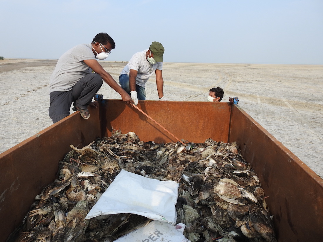 Meet The BNHS Scientist Spearheading The Conservation Of India’s Three ...