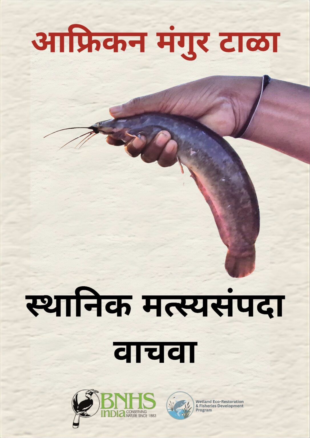 Invasive African Catfish In India: Ecological Threats And Health Risks ...